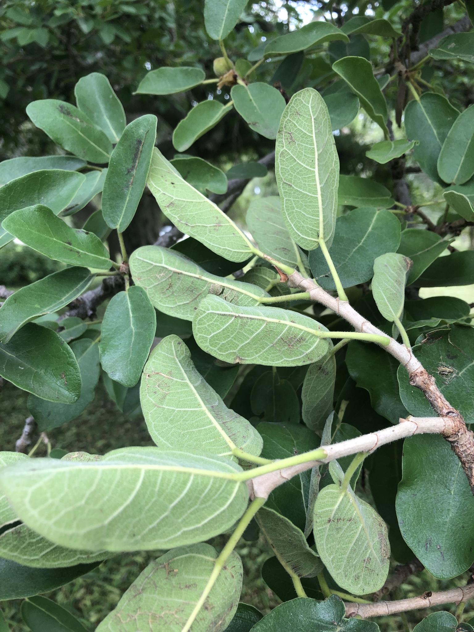 Ficus stuhlmannii Warb.