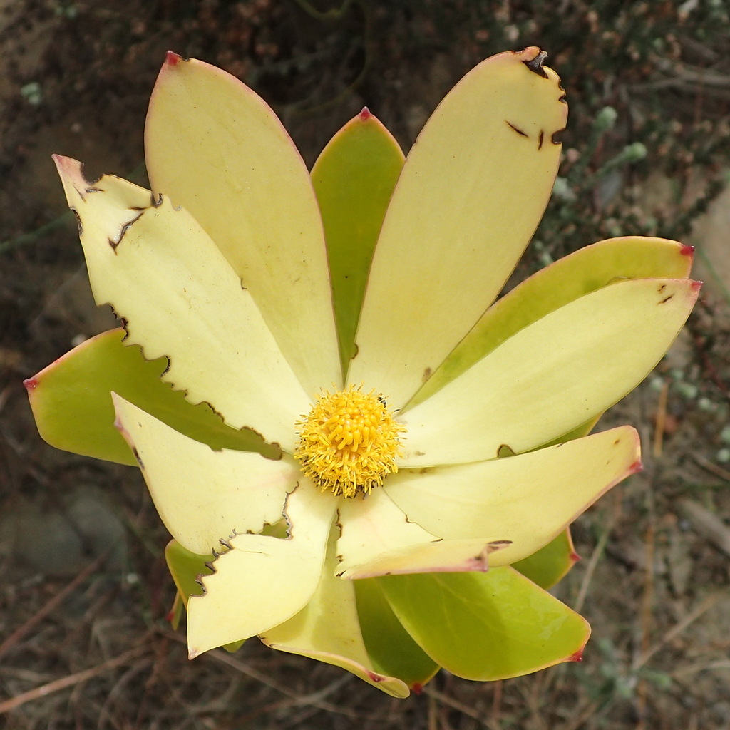 Broadleaf Conebush from Garcia Pass and surrounds, Garden Route ...