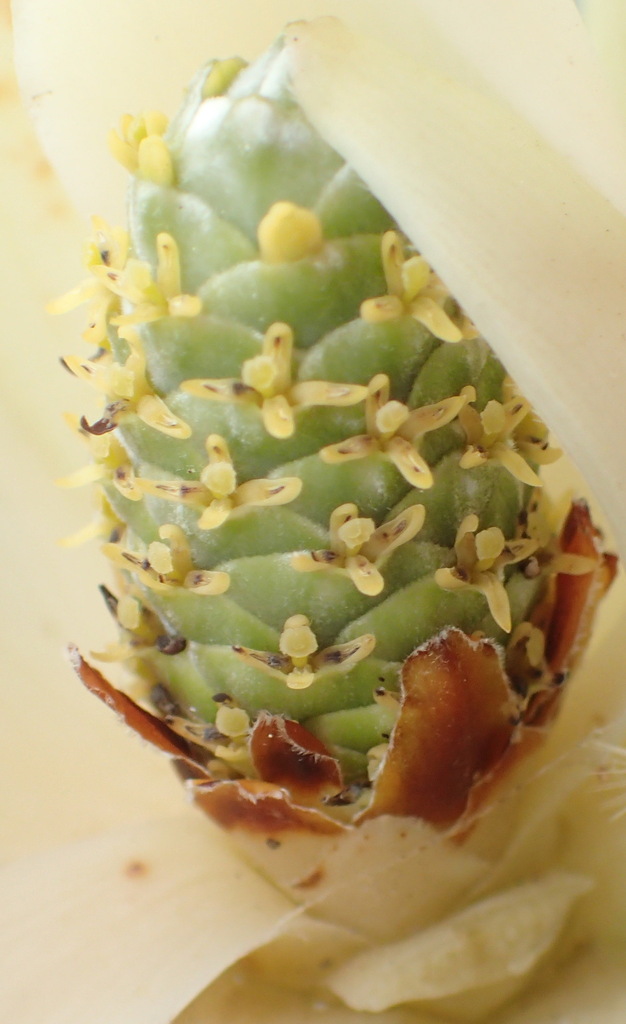 Common Sunshine Conebush from Garcia Pass and surrounds, Garden Route ...