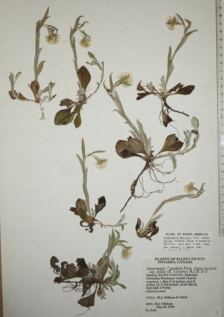 Downy Parlin's pussytoes from Canada, Ontario, ELGIN County, Dunboyne ...