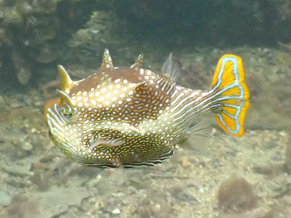 Ornate Cowfish from Port Hughes SA 5558, Australia on January 3, 2024 ...