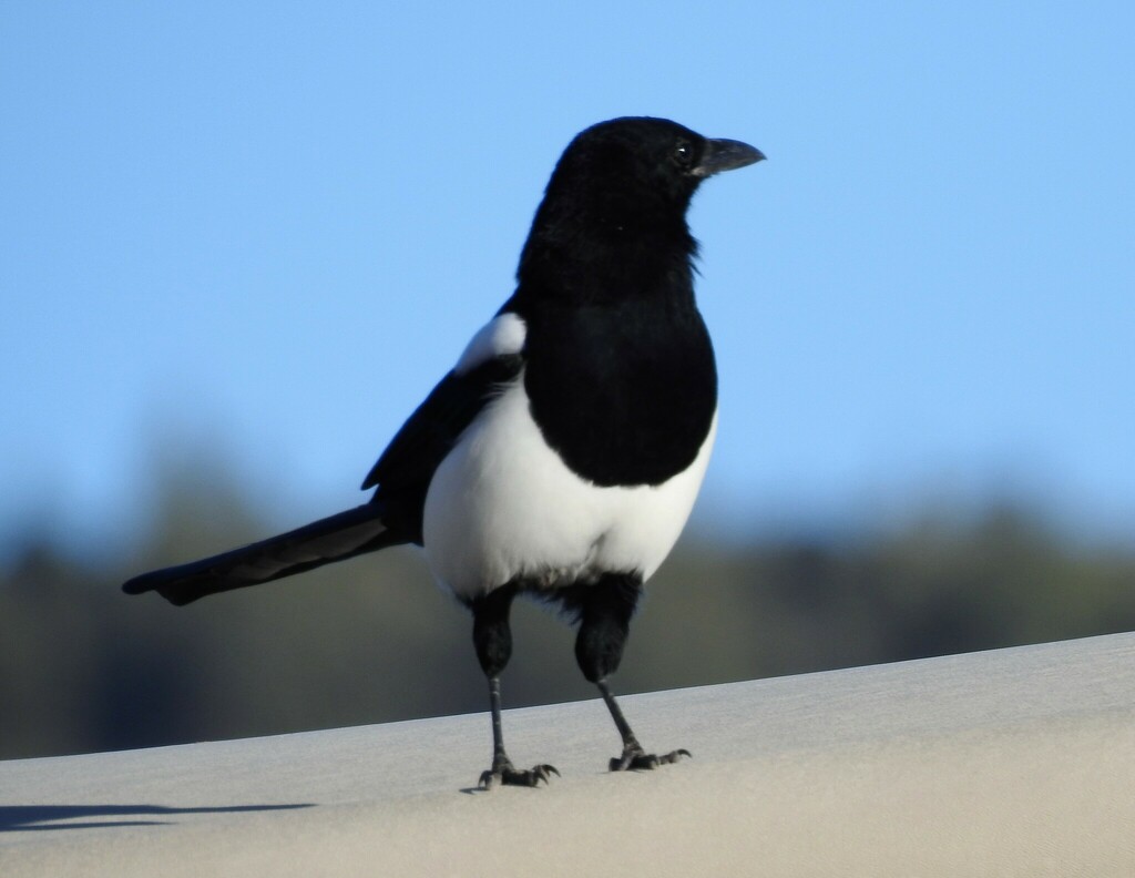 Black-billed Magpie from Peacock Meadows Riverside RV Park and ...
