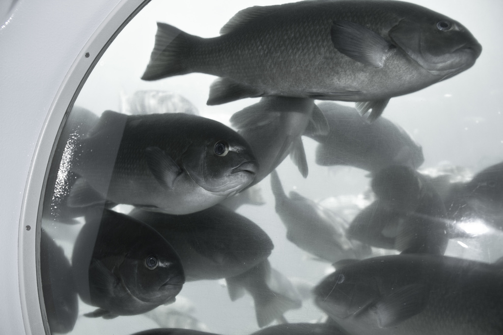 Opaleye from Avalon, California, United States on September 24, 2010 at ...