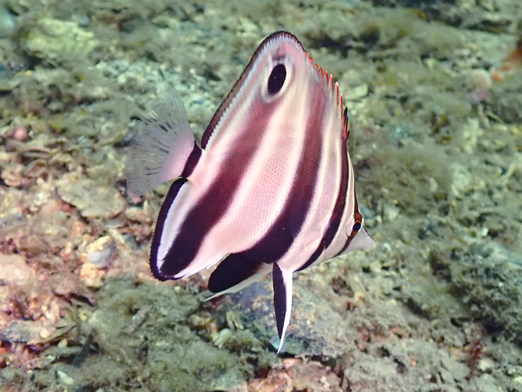 Western Talma from Port Hughes SA 5558, Australia on January 3, 2024 at ...