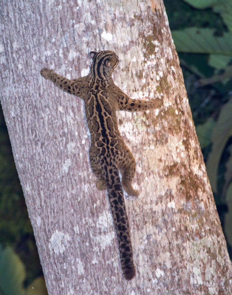 Marbled Cat in March 2017 by Alan Dahl · iNaturalist