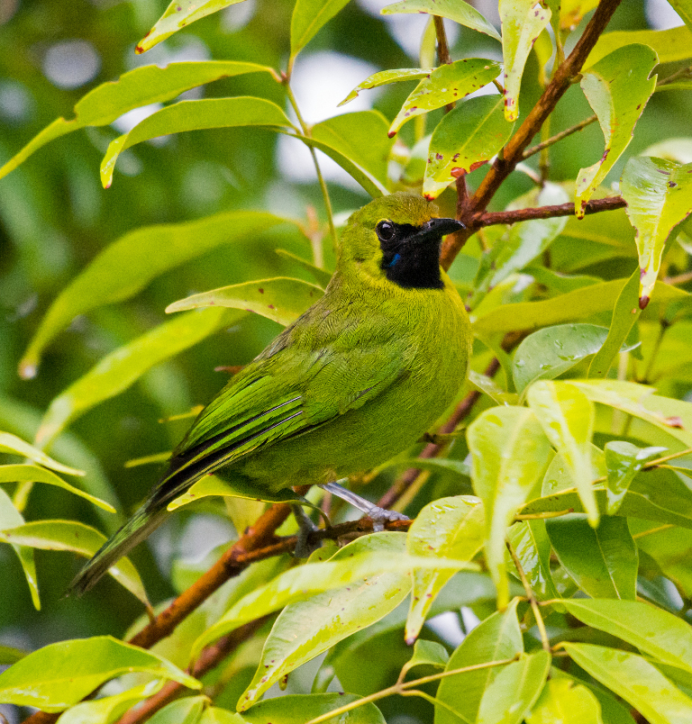 Lesser Green Leafbird in April 2017 by Alan Dahl · iNaturalist