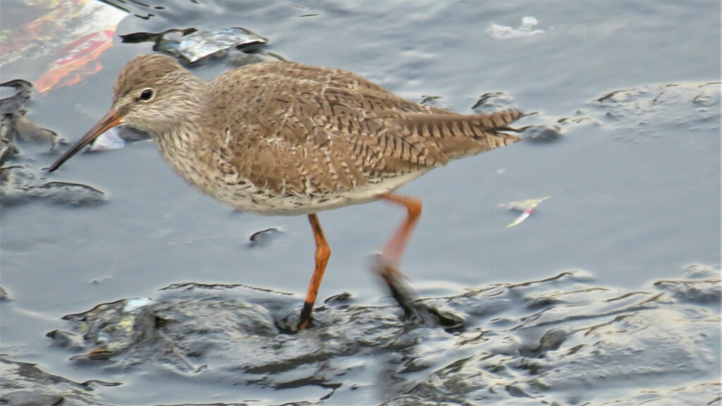 Common Redshank from 4RXF+GH5 Lokhandwala Creek Bridge, Creek Rd ...