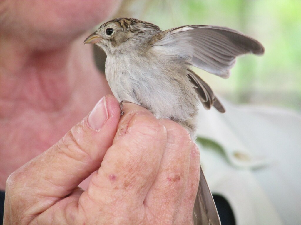 Brewer's Sparrow from Denver Audubon Kingery Nature Center, 11280 ...