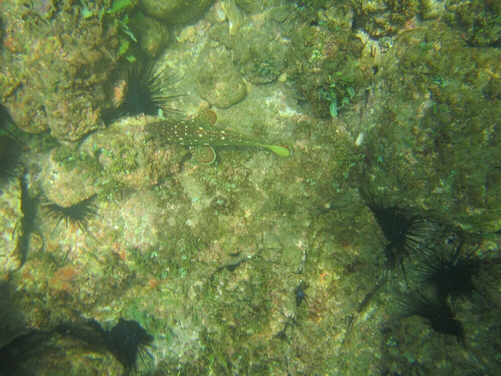 Starry Grouper from Provincia de Guanacaste, Santa Cruz, Costa Rica on ...