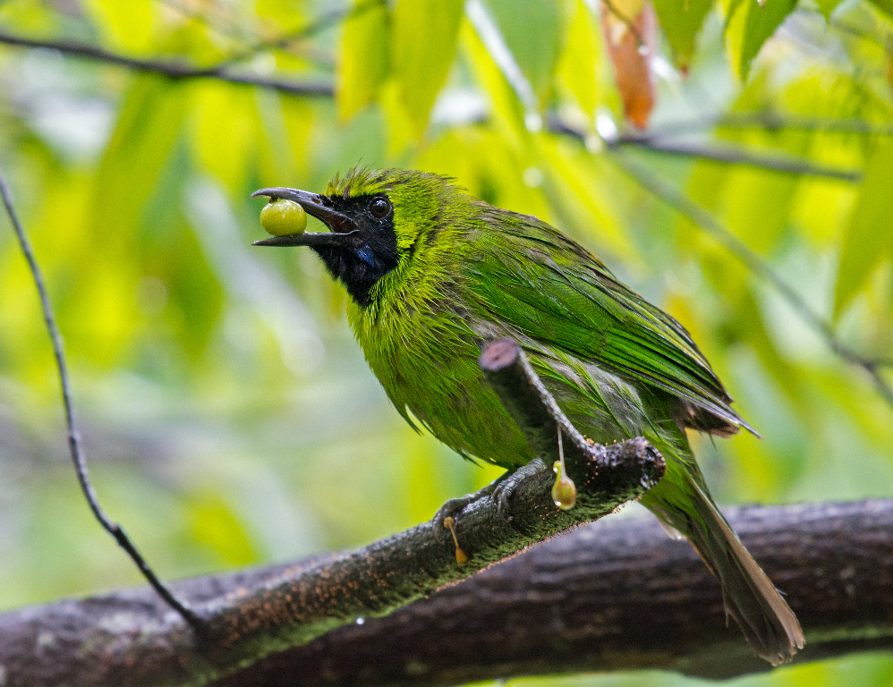 Lesser Green Leafbird in April 2017 by Alan Dahl · iNaturalist