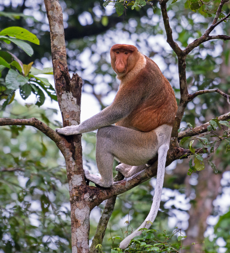 Proboscis Monkey in April 2017 by Alan Dahl · iNaturalist