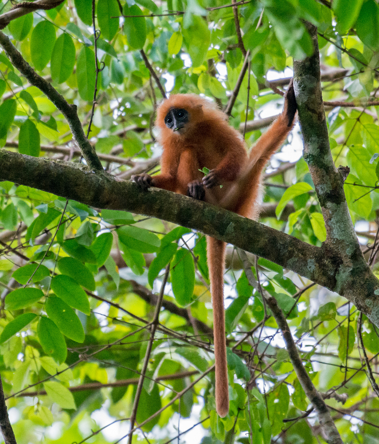 Maroon Leaf Monkey from Lot 20, Block 3, MDLD 3285, Ground Floor, Fajar ...