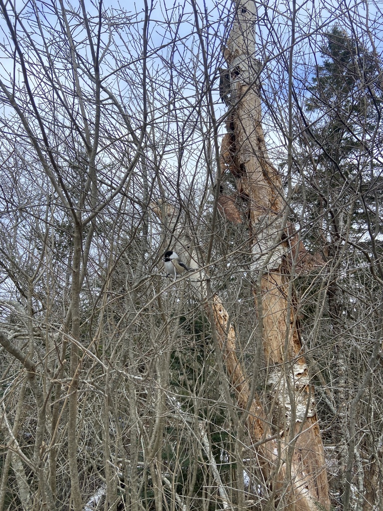 Black-capped Chickadee from Graves Island, Chester, NS, CA on January 5 ...