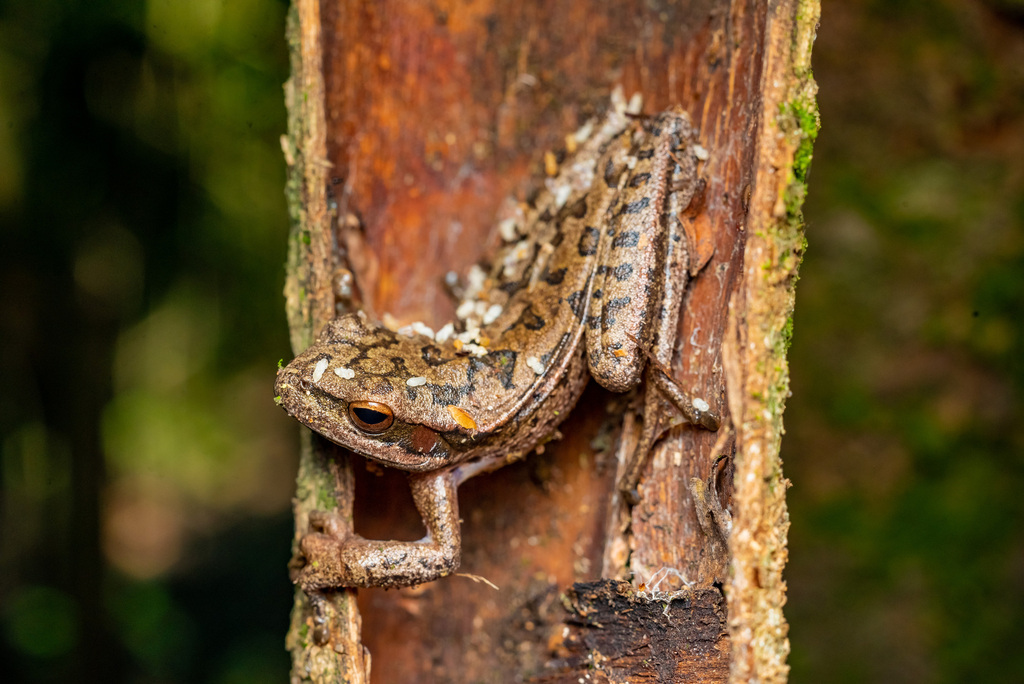 Chaco Tree Frog from arroyo perucho verne on December 31, 2013 at 11:45 ...