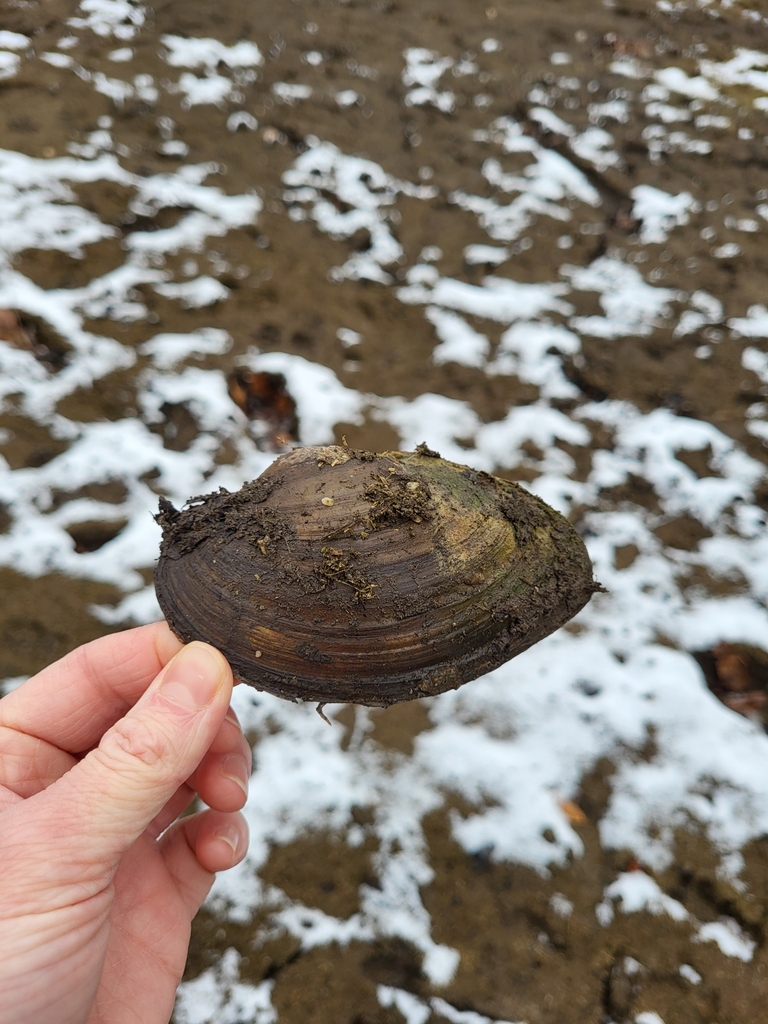 Giant Floater from Battle Ground, IN 47920, USA on January 6, 2024 at ...