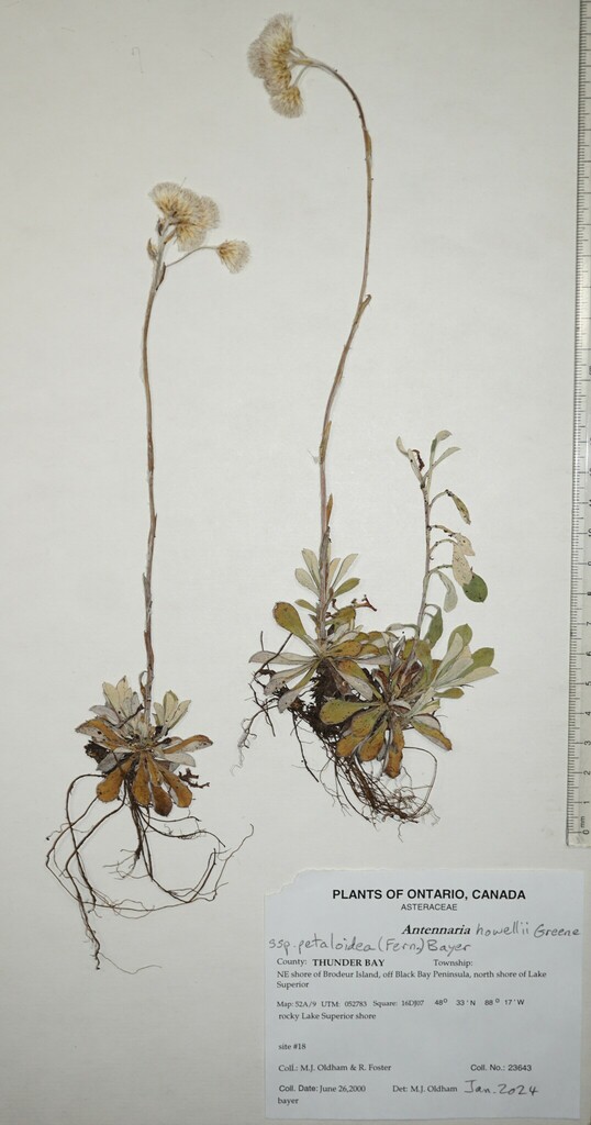 Petaloid Pussytoes from Canada, Ontario, THUNDER BAY County, NE shore ...