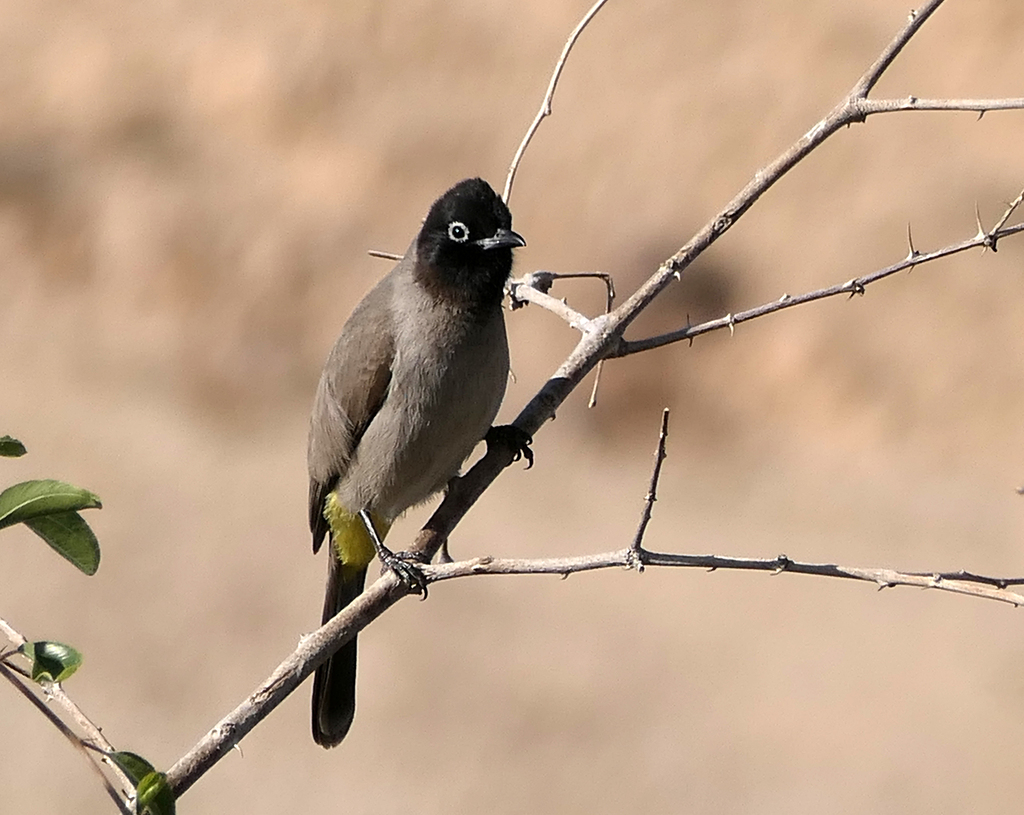 White-spectacled Bulbul from Tafiela Qasabah District, Иордания on ...