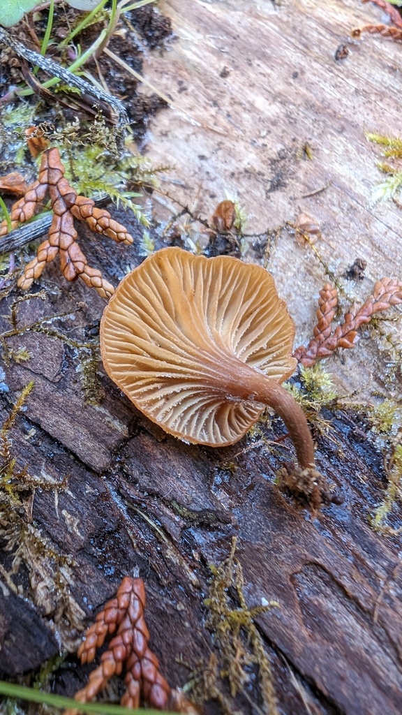 Xeromphalina from 日本、神奈川県横浜市緑区新治町 新治市民の森 on January 8, 2024 at 10:54 AM ...