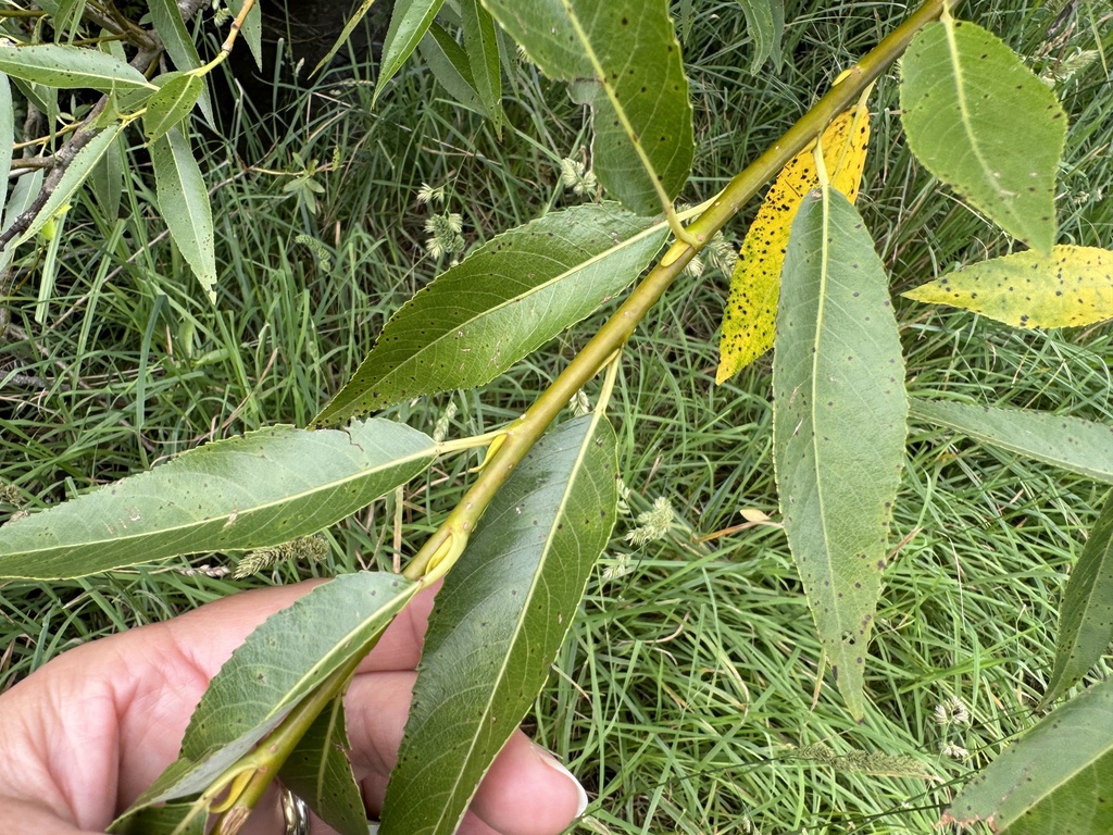 Salix × fragilis fragilis from Ukhahlamba Drakensberg Park, Dr ...
