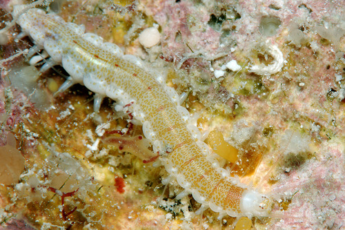 Hesione genetta · iNaturalist