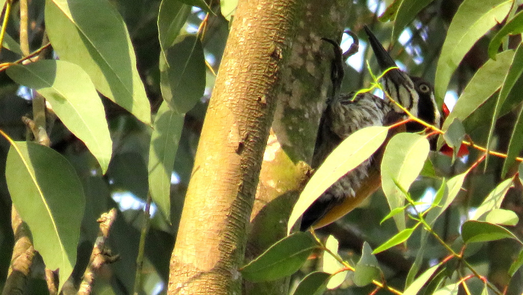 Malabar Flameback from CM Madikeri on April 4, 2019 at 08:06 AM by Dinesh Sharma · iNaturalist