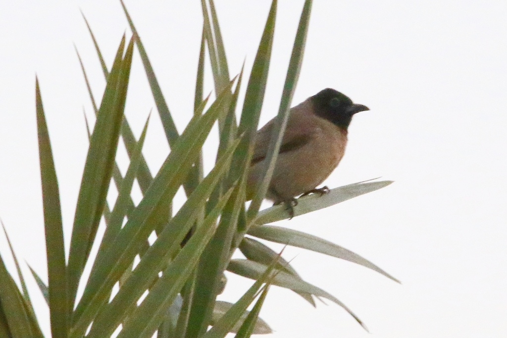 White-spectacled Bulbul from Tabuk, SA on January 8, 2024 at 02:45 PM ...