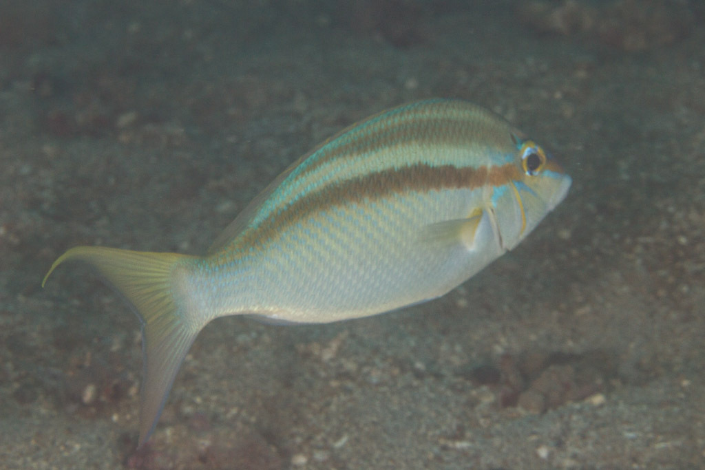 Rainbow Monocle Bream (Scolopsis temporalis) - Marine Life Identification