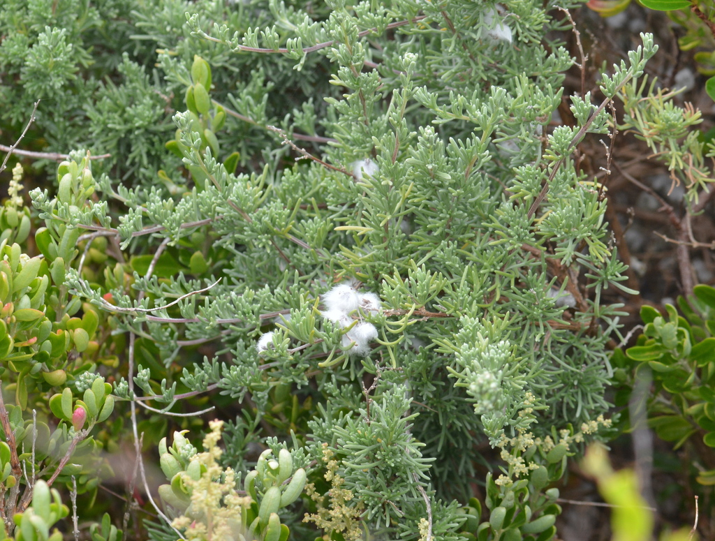 Cape Snow Bush from Victor Harbor - Goolwa SA, Australien on December ...