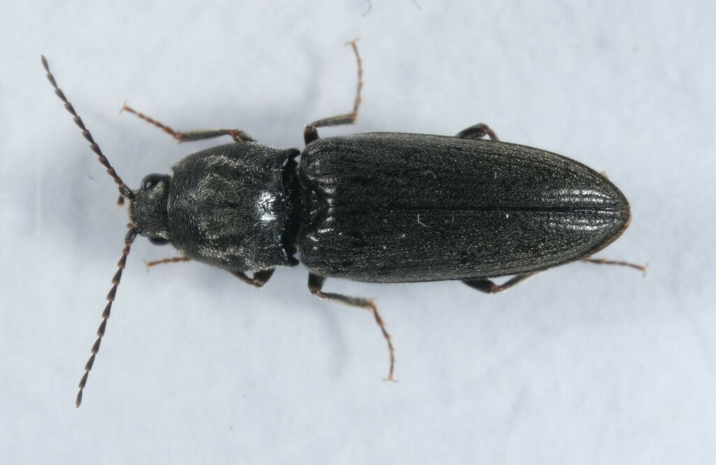 Dicronychus cinereus from 31 Auhagen, Deutschland on June 21, 2023 at ...