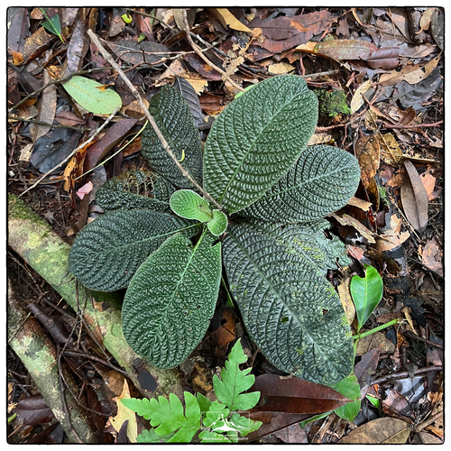 Acranthera ceylanica · iNaturalist United Kingdom