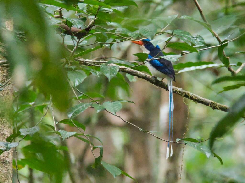 Common Paradise-Kingfisher from North Fly District, Western Province ...