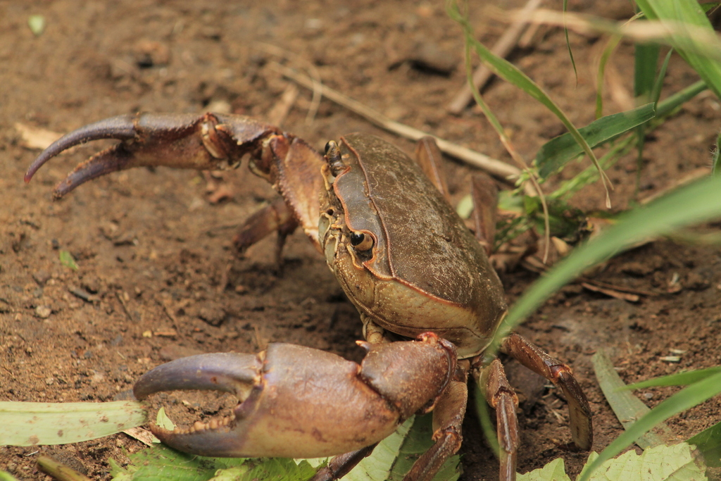 KZN River Crab from uMzinyathi District Municipality, South Africa on ...