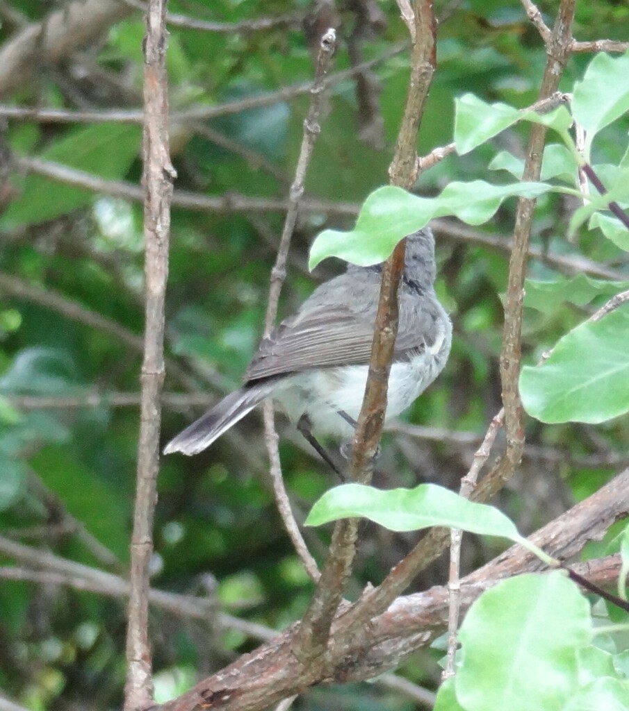 Gray Gerygone from Tākaka, Nieuw-Zeeland on November 29, 2016 at 09:46 ...
