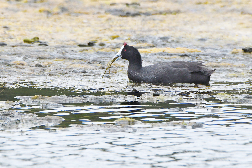 Red-knobbed Coot from Uitenhage Farms, Gqeberha, South Africa on ...