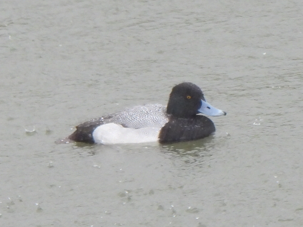 Lesser Scaup from Fort Worth, TX, USA on January 8, 2024 at 09:39 AM by ...
