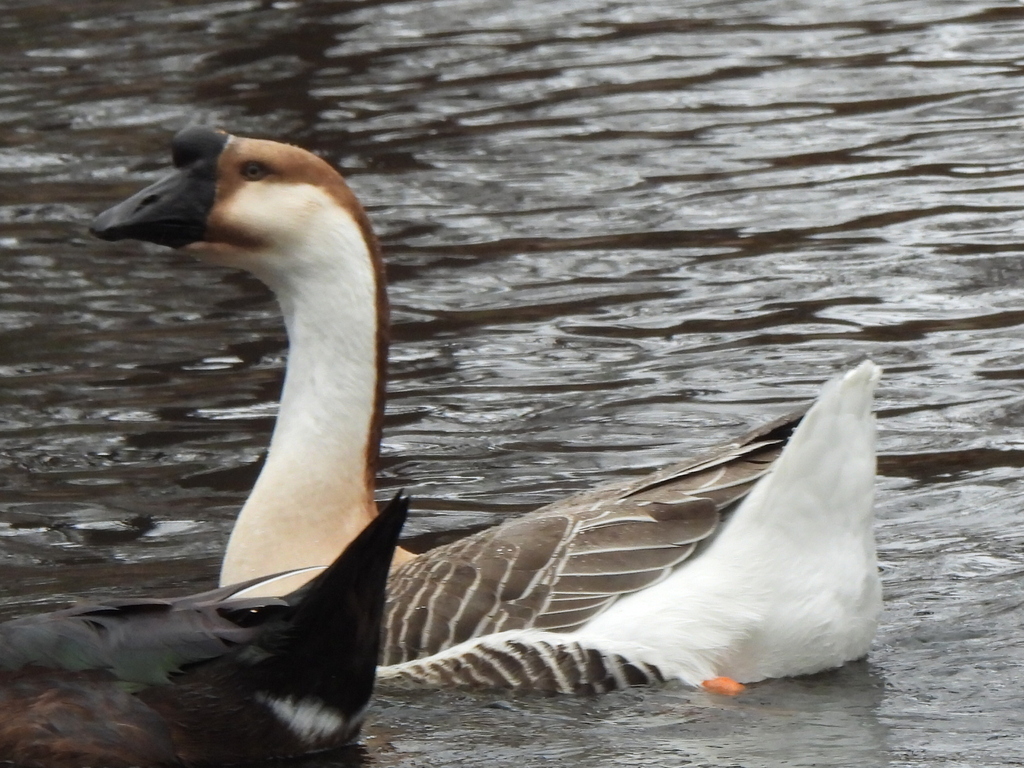 Domestic Swan Goose from Cultural District, Fort Worth, TX, USA on ...
