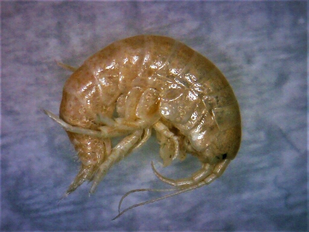 Gammarus uludagi from North Aegean Region, Greece on May 21, 2023 at 05 ...
