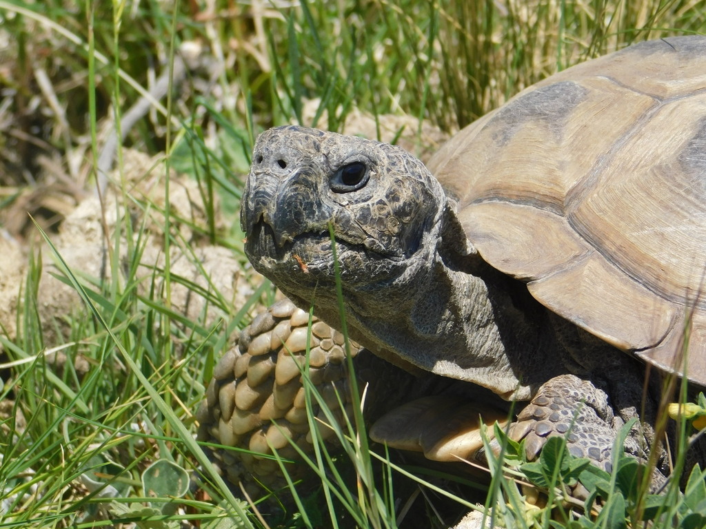 Chaco Tortoise in January 2024 by Valentín Alfano · iNaturalist