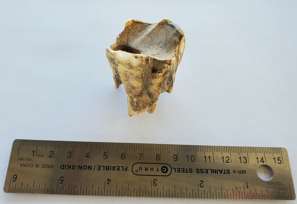 Odd-toed Ungulates from Vacaville, CA, USA on January 8, 2024 at 10:31 ...