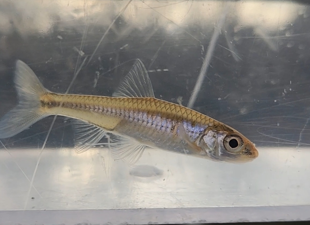 Mimic shiner from Frederick, MD 21704, USA on January 8, 2024 at 02:22 ...