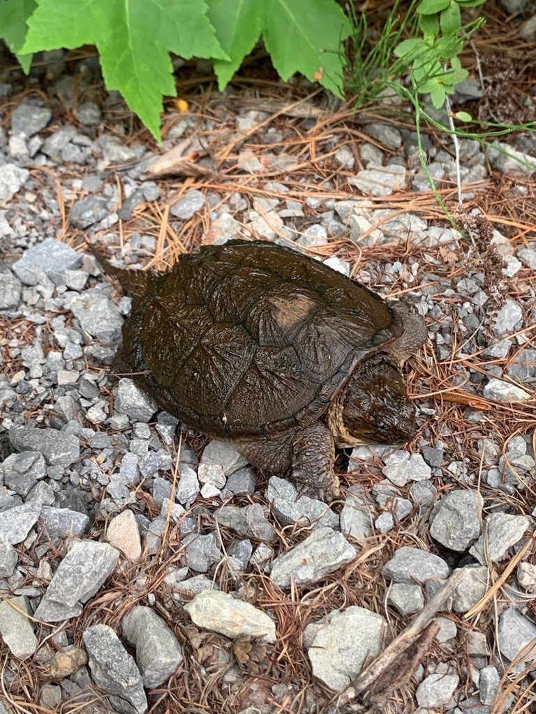 Common Snapping Turtle from Blainville, QC, Canada on June 30, 2023 at ...