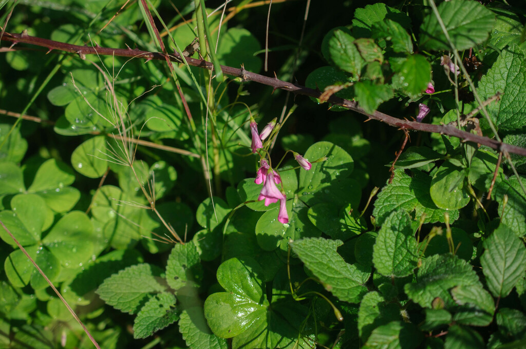 pink-sorrel from Ionian Islands, Greece on January 2, 2024 at 12:05 PM ...