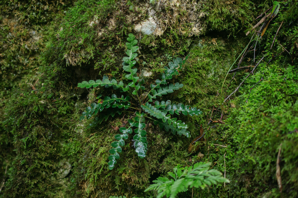 Rustyback from Ionian Islands, Greece on January 2, 2024 at 01:04 PM by ...
