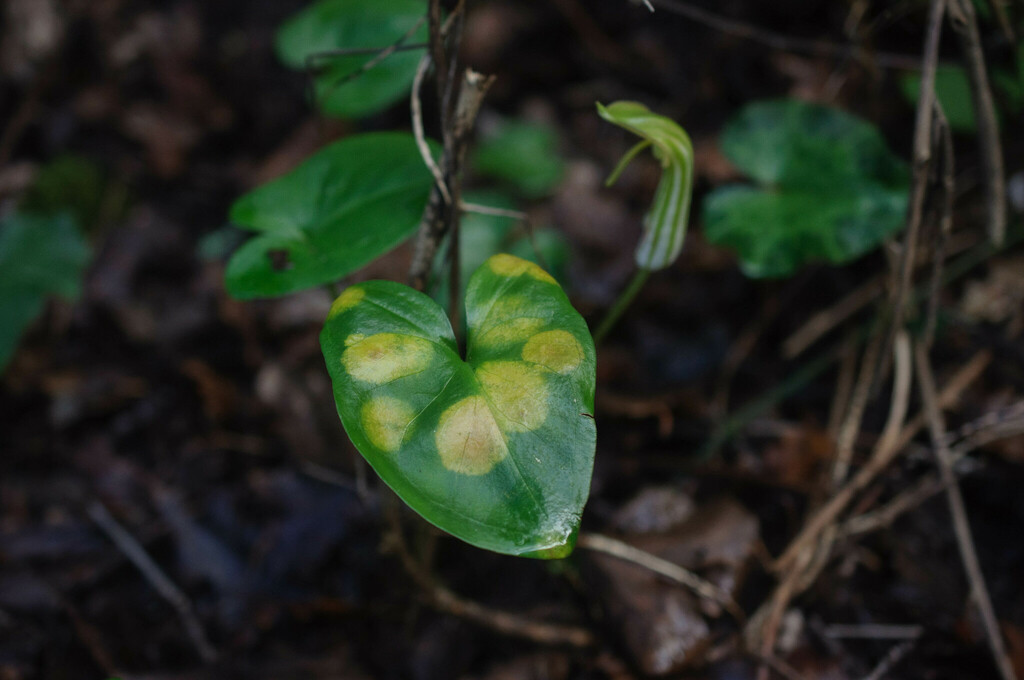 Phyllosiphon arisari from Ionian Islands, Greece on January 2, 2024 at ...