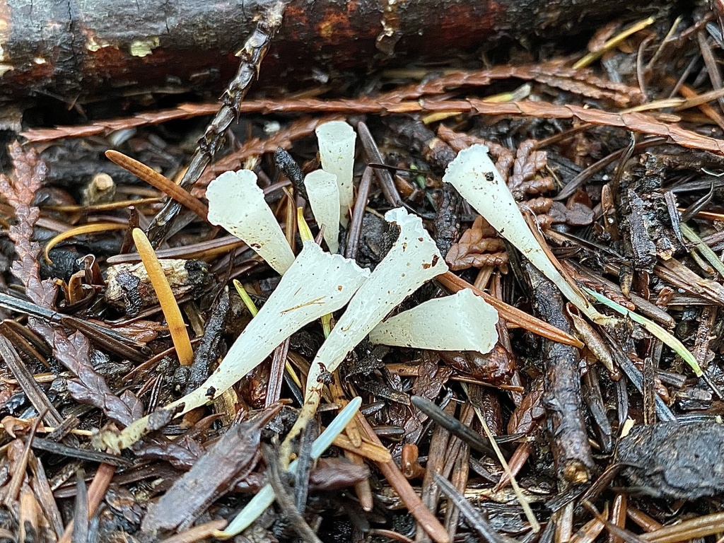 yew club from The Evergreen College Pkwy NW, Olympia, WA, US on January ...