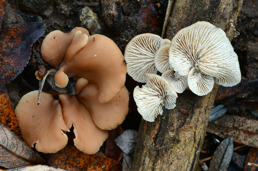 Lentinellus from Santa Catalina Island, Avalon, CA, US on January 5 ...