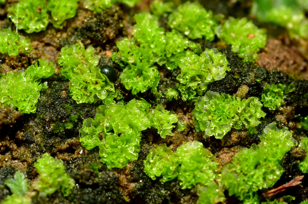 Frillworts from Los Angeles County, CA, USA on January 4, 2024 at 09:53 ...