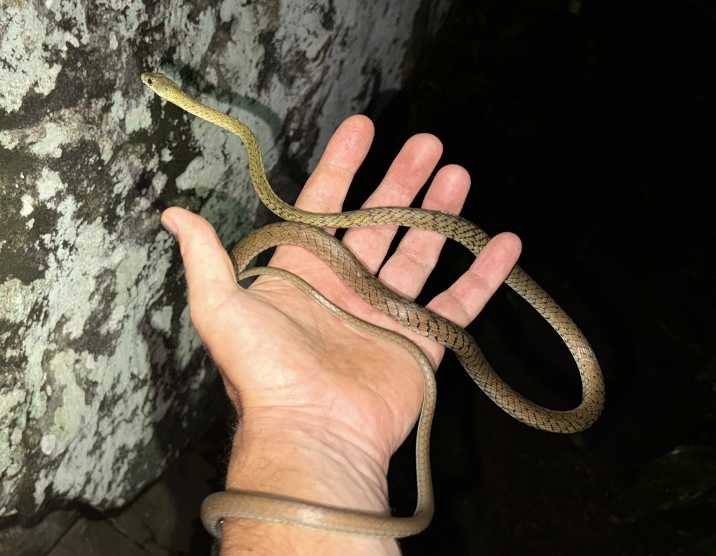 Spotted Green Snake from Nkhata Bay, MW on January 8, 2024 at 11:49 PM ...