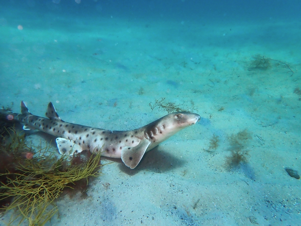 Rusty Carpetshark from Australia on January 5, 2024 at 12:09 PM by ...