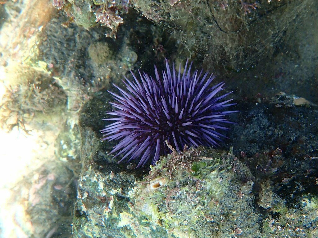 Pacific Purple Sea Urchin from Mariner’s Point Park, 1215 Mariners Way ...